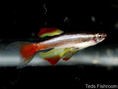 Tanichthys albonubes – White Cloud Mountain Minnow (Aphyocypris pooni ...
