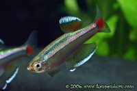 Tanichthys albonubes – White Cloud Mountain Minnow (Aphyocypris pooni ...