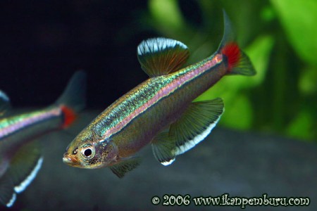 Tanichthys albonubes – White Cloud Mountain Minnow (Aphyocypris pooni ...