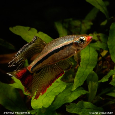 Tanichthys micagemmae — Seriously Fish