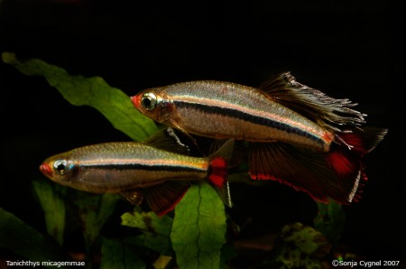Tanichthys micagemmae — Seriously Fish