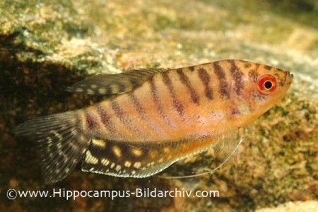 Trichopodus trichopterus (Three-spot Gourami) — Seriously Fish