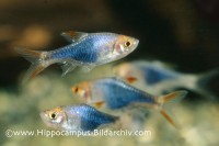 Trigonostigma heteromorpha – Harlequin (Rasbora heteromorpha ...