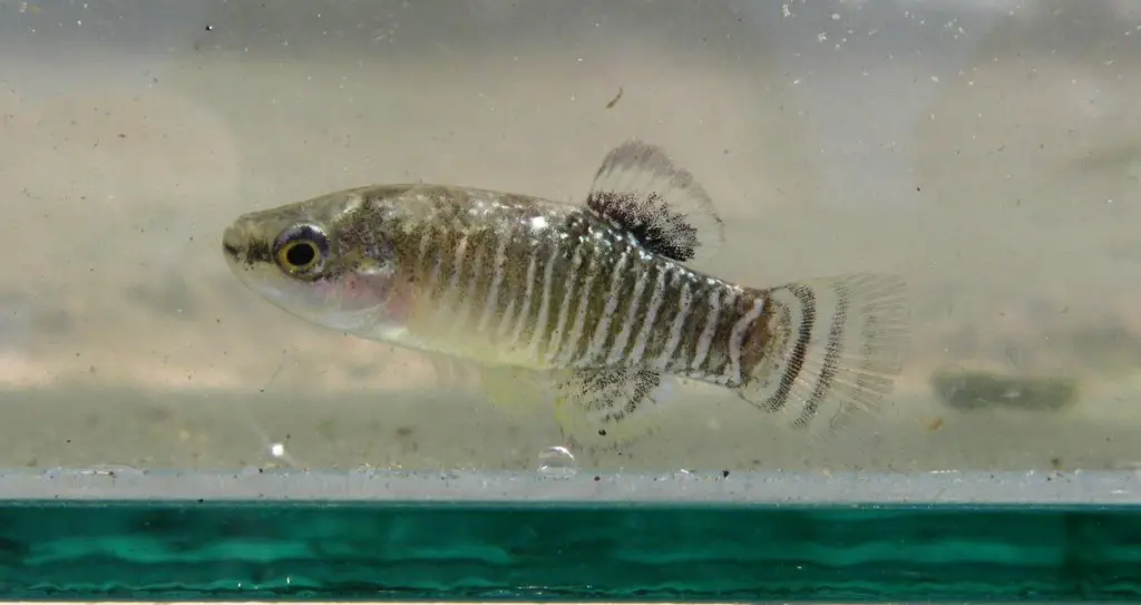 Apricaphanius iberus – Spanish Toothcarp, Fartet (ES) (Aphanius iberus ...
