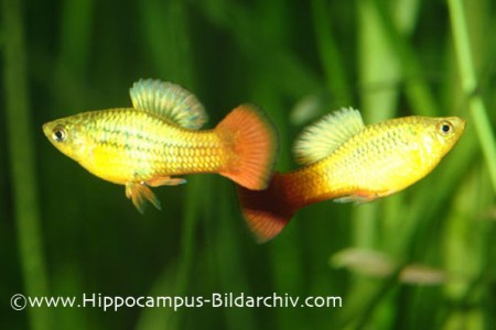 Xiphophorus variatus – Variable Platy — Seriously Fish