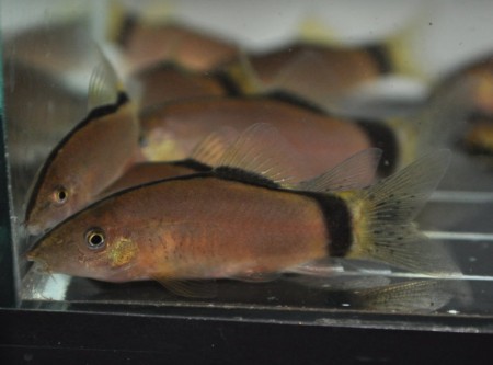 Yasuhikotakia morleti – Skunk Loach (Botia morleti, Botia horae ...
