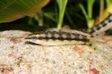 Ambastaia sidthimunki – Dwarf Chain Loach (Botia sidthimunki ...