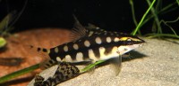 Ambastaia sidthimunki – Dwarf Chain Loach (Botia sidthimunki ...