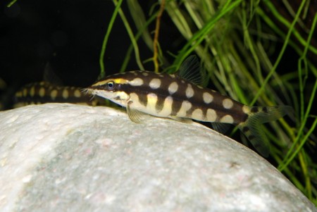 Ambastaia sidthimunki – Dwarf Chain Loach (Botia sidthimunki ...