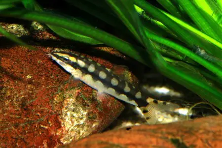 Ambastaia sidthimunki – Dwarf Chain Loach (Botia sidthimunki, Yasuhikotakia sidthimunki ...