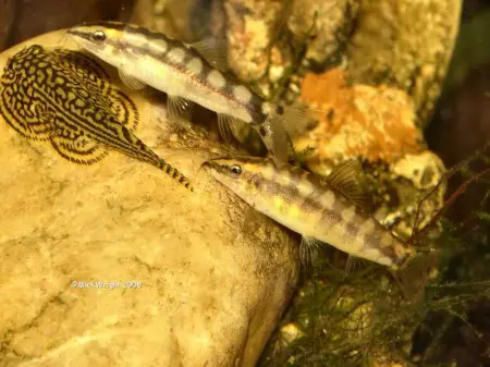 Ambastaia sidthimunki – Dwarf Chain Loach (Botia sidthimunki ...