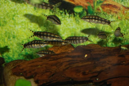 Ambastaia sidthimunki – Dwarf Chain Loach (Botia sidthimunki ...