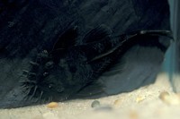 Ancistrus ranunculus – L034, Medusa Pleco, Monsterantennenwels (DE ...