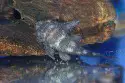 Ancistrus sp. (Spotted Medusa Plec, L255) — Seriously Fish