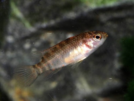 Badis sp. ‘Buxar’ — Seriously Fish