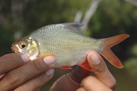 Barbonymus altus – Red-tailed Tinfoil Barb (Barbus altus, Barbus foxi ...