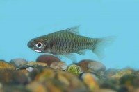Clypeobarbus congicus (Congo Barb) — Seriously Fish
