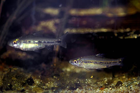 ‘Barbus’ sublineatus — Seriously Fish