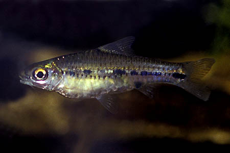 ‘Barbus’ sublineatus — Seriously Fish
