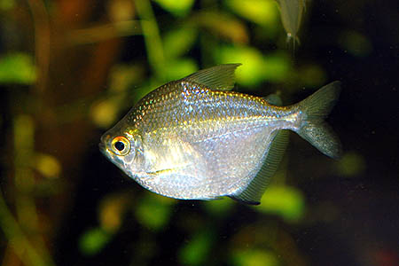 Brachychalcinus orbicularis – Discus Tetra (Tetragonopterus orbicularis ...