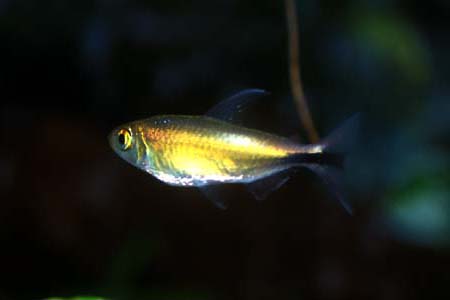 Brycinus longipinnis – Long-finned Tetra — Seriously Fish