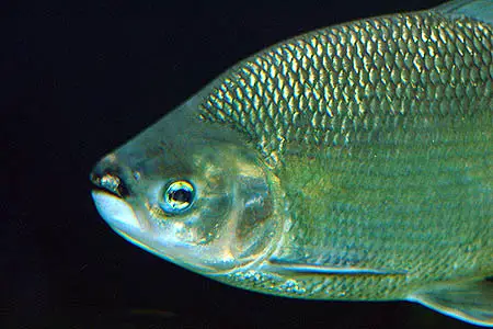 Brycon cephalus (Red-tailed Brycon) — Seriously Fish