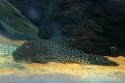 Chaetostoma sp. (Spotted Bulldog Plec, L187a) — Seriously Fish