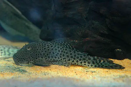 Chaetostoma - Alchetron, The Free Social Encyclopedia