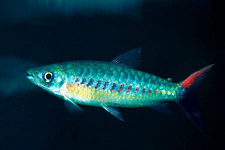 Chalceus erythrurus (Tucanfish) — Seriously Fish