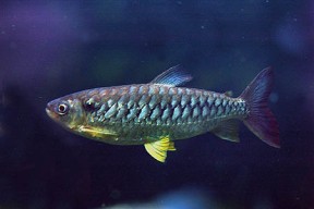 Chalceus erythrurus (Tucanfish) — Seriously Fish