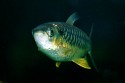 Chalceus erythrurus (Tucanfish) — Seriously Fish