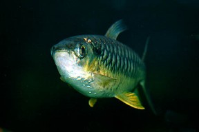 Chalceus erythrurus (Tucanfish) — Seriously Fish