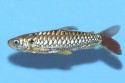 Chalceus erythrurus (Tucanfish) — Seriously Fish