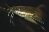 Clarias batrachus (Walking Catfish) — Seriously Fish