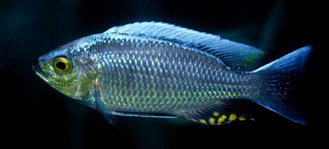 Copadichromis ilesi — Seriously Fish