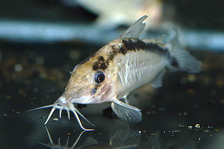Corydoras narcissus (Long-nosed Skunk Cory) — Seriously Fish