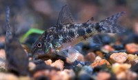 Corydoras paleatus (Pepper Cory) — Seriously Fish