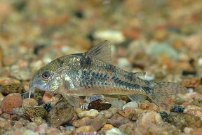 Corydoras paleatus (Pepper Cory) — Seriously Fish