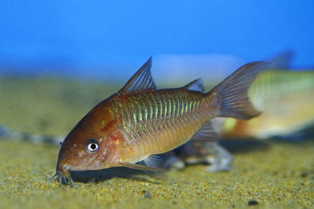 Corydoras pantanalensis — Seriously Fish