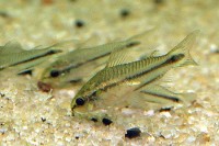 Corydoras pygmaeus – Pygmy Cory — Seriously Fish