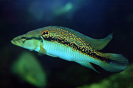 Crenicichla albopunctata (White-spotted Pike Cichlid) — Seriously Fish
