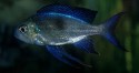 Cyathopharynx furcifer (Featherfin Cichlid) — Seriously Fish