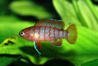 Dario dario – Scarlet Badis (Badis dario, Badis badis bengalensis ...