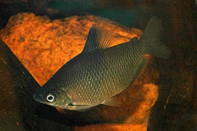 Distichodus affinis (Silver Distichodus) — Seriously Fish
