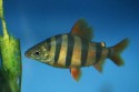Distichodus sexfasciatus (Six-banded Distichodus) — Seriously Fish