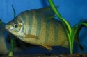 Distichodus sexfasciatus (Six-banded Distichodus) — Seriously Fish