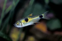 Exodon paradoxus (Bucktooth Tetra) — Seriously Fish