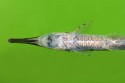 Farlowella vittata – Twig Catfish — Seriously Fish