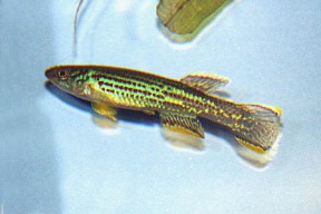 Fundulopanchax marmoratus (Marbled Lyretail) — Seriously Fish