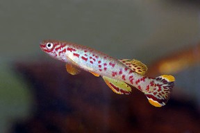 Fundulopanchax scheeli — Seriously Fish